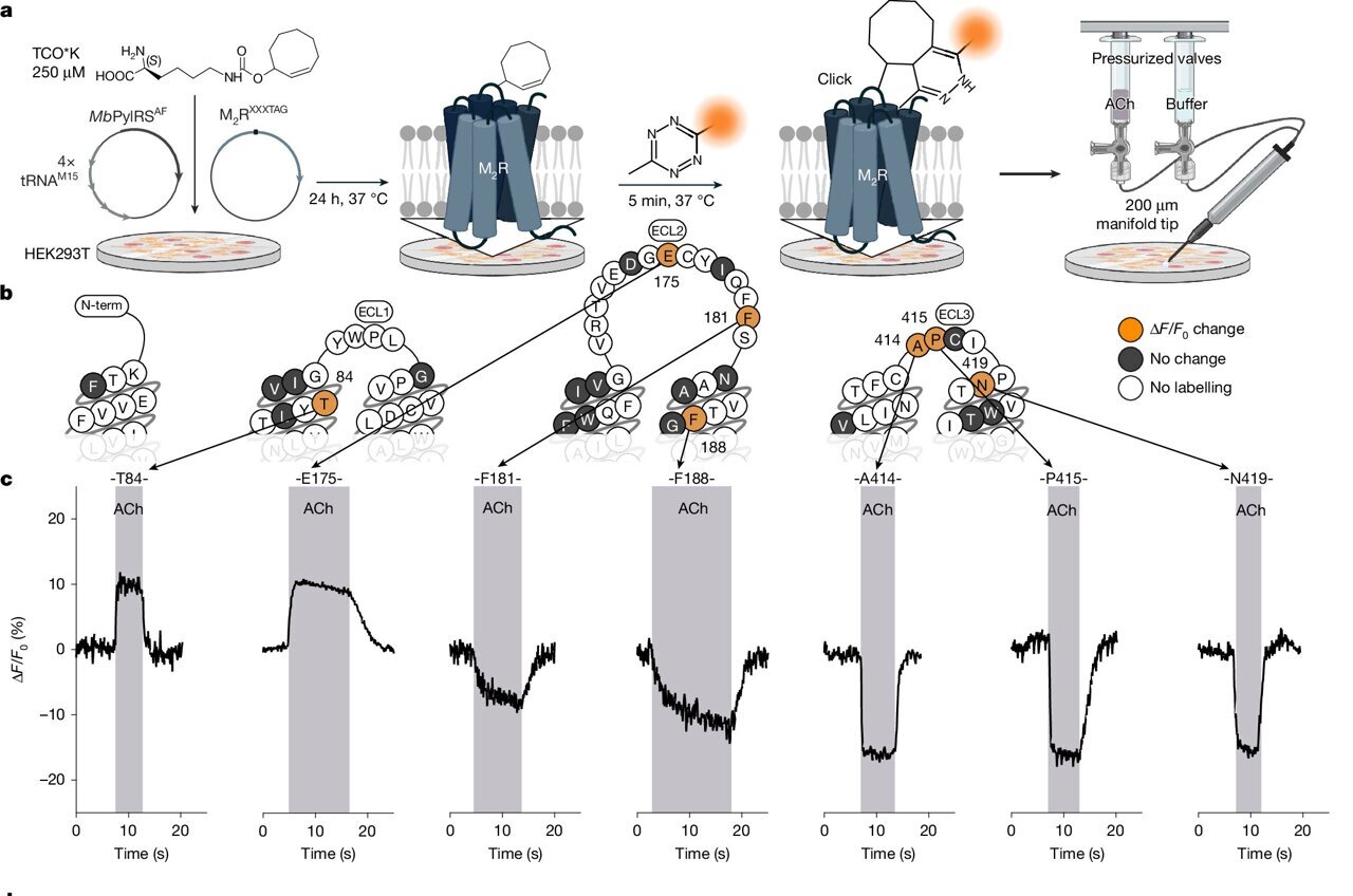 Scientists watch cell receptors respond in real time as drugs bind