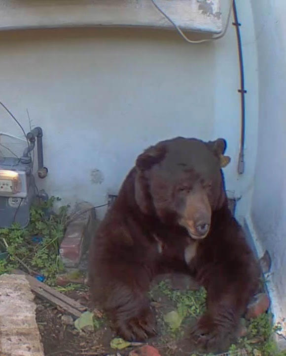 It’ll put hair on your chest! LA bar creates boozy drink to honor ...