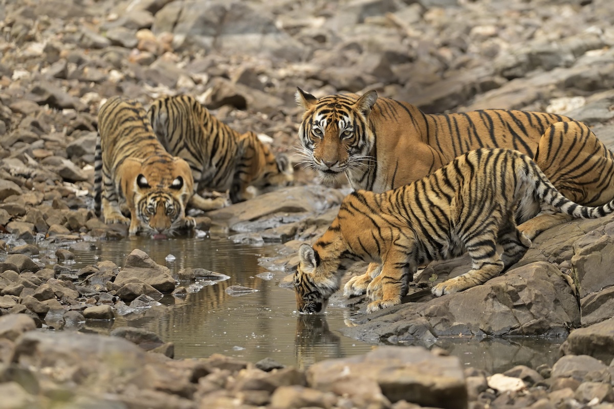 Trail cam captures tigress and a rare five cubs in China