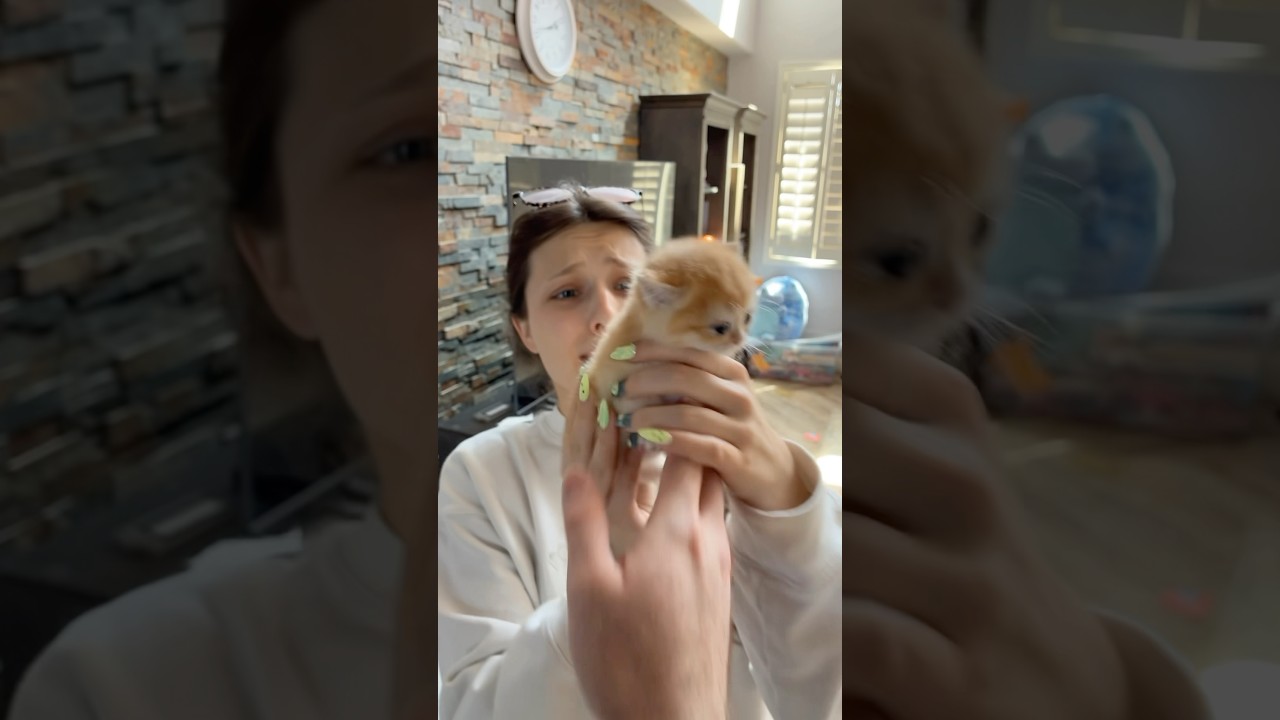 Kitten in my pocket