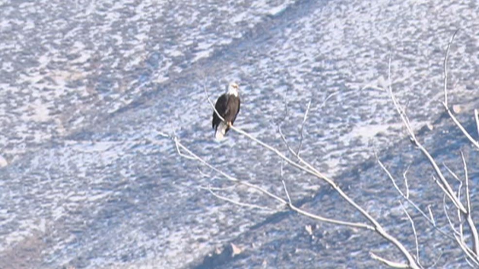 More bald eagles spotted this year at Lake Tahoe after surprisingly low ...
