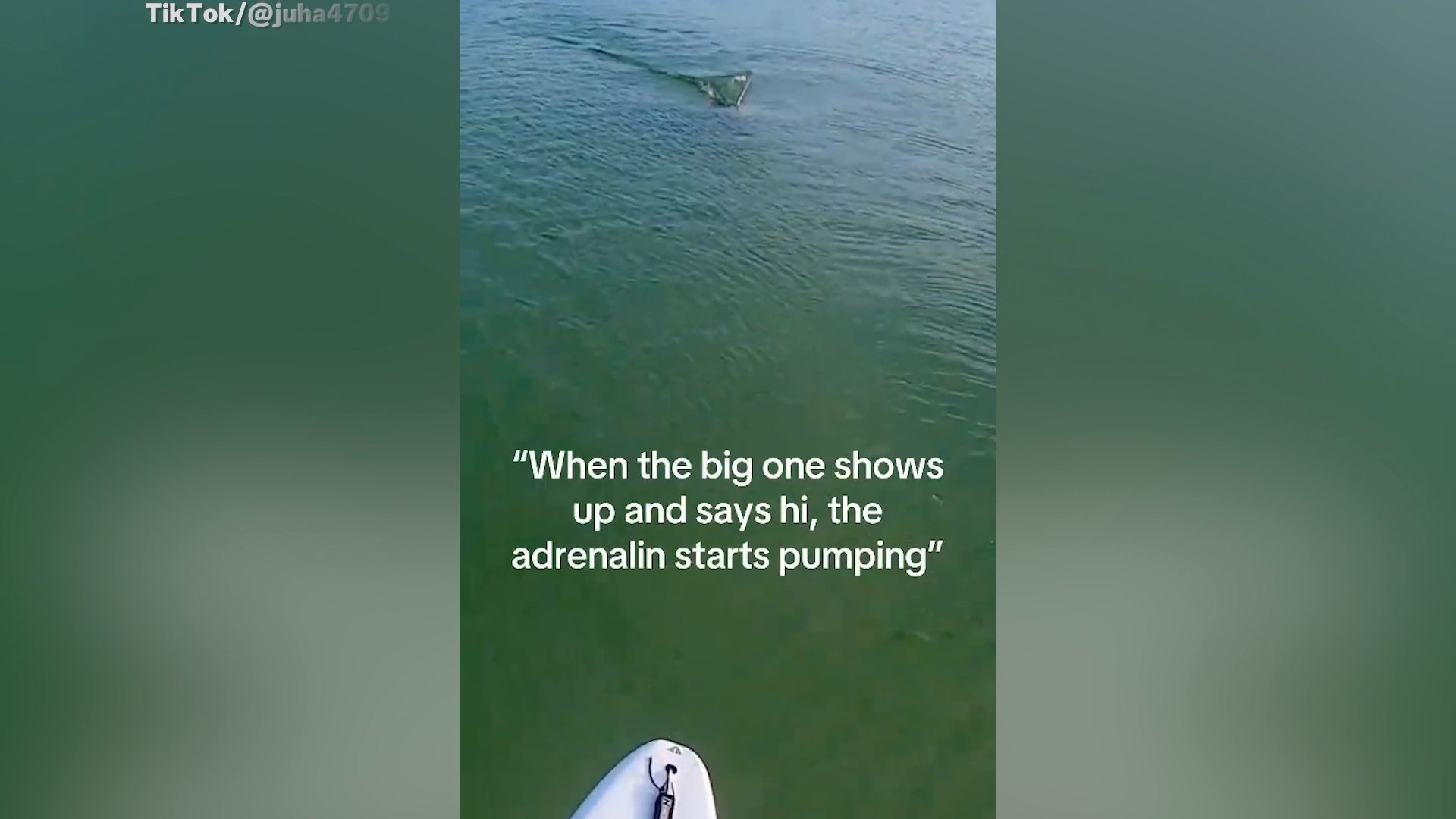 Florida man goes paddling in Miami, then the predator fin approaches