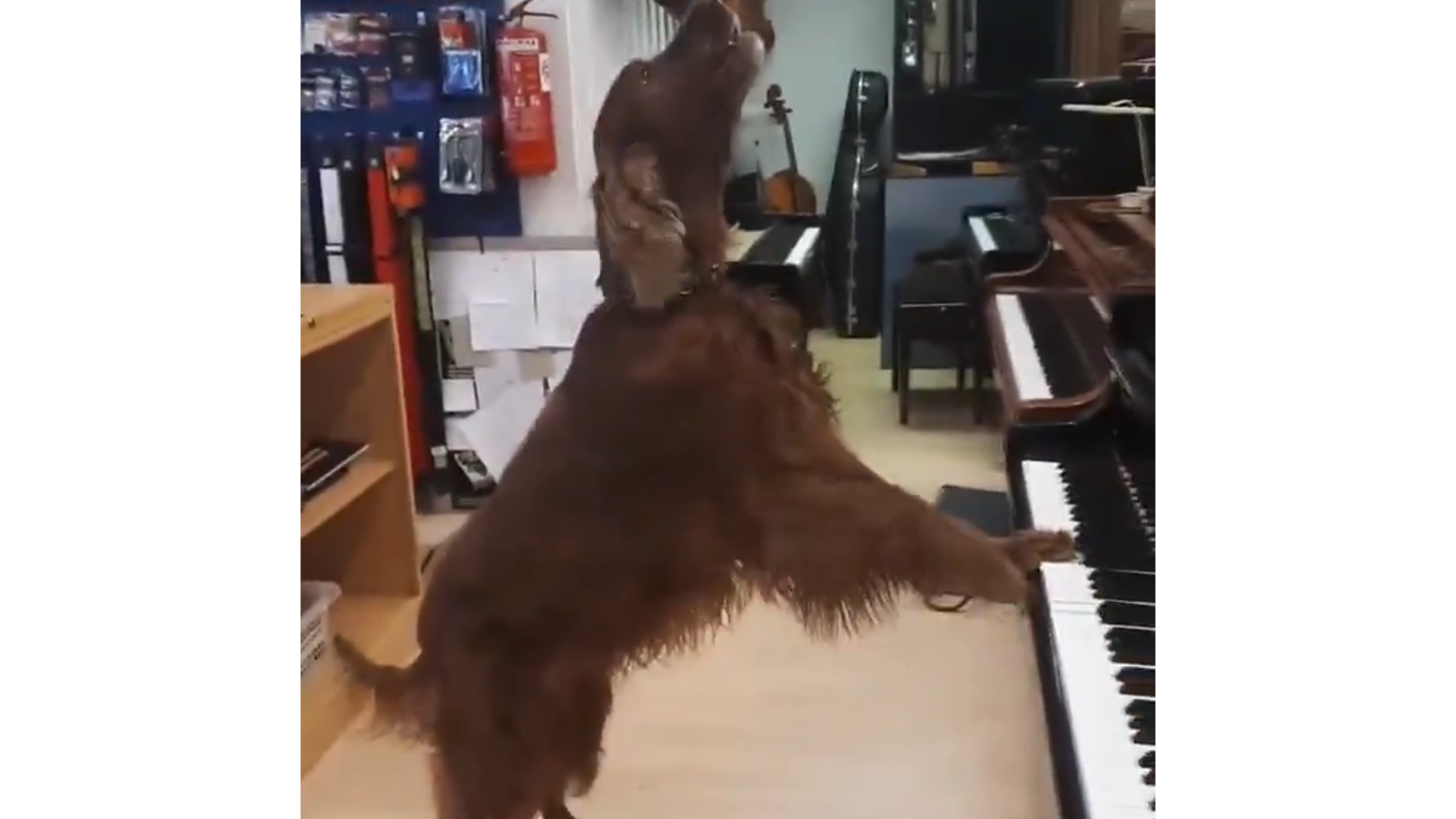 Dog loves to play piano and sing for his family
