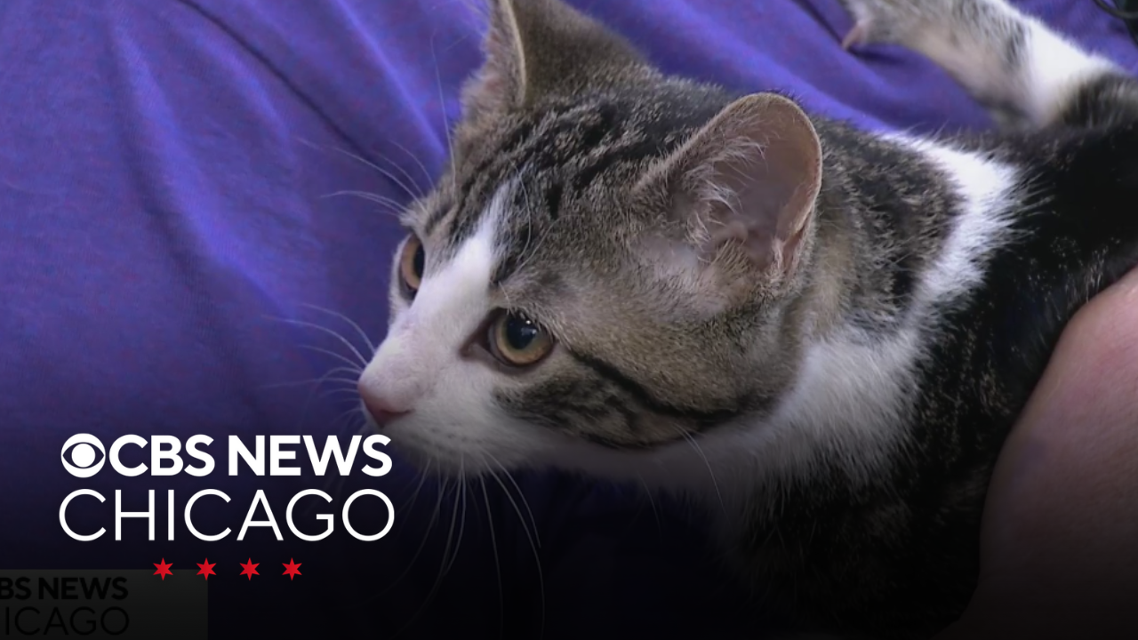 Adopt Chicago Bean from Barb's Precious Rescue