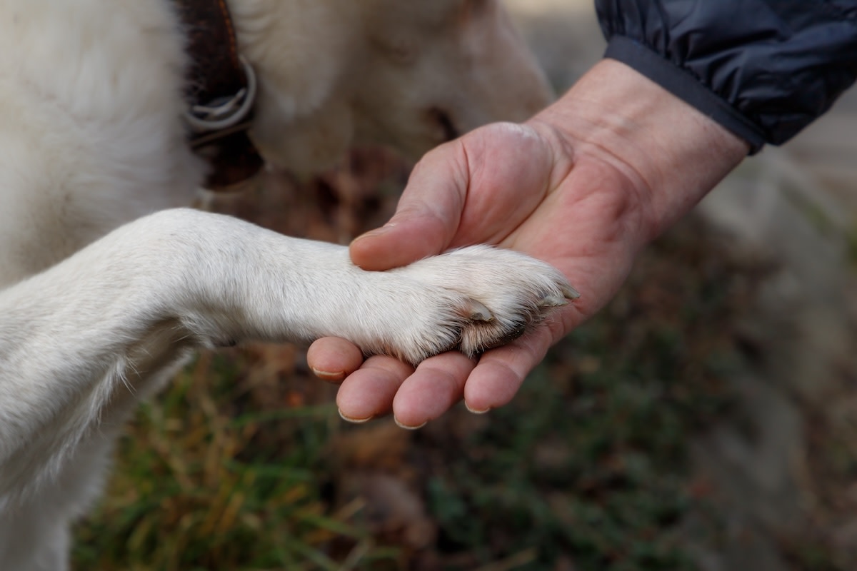 Precious Asian shepherd puppy looks full-grown at just 10 weeks old
