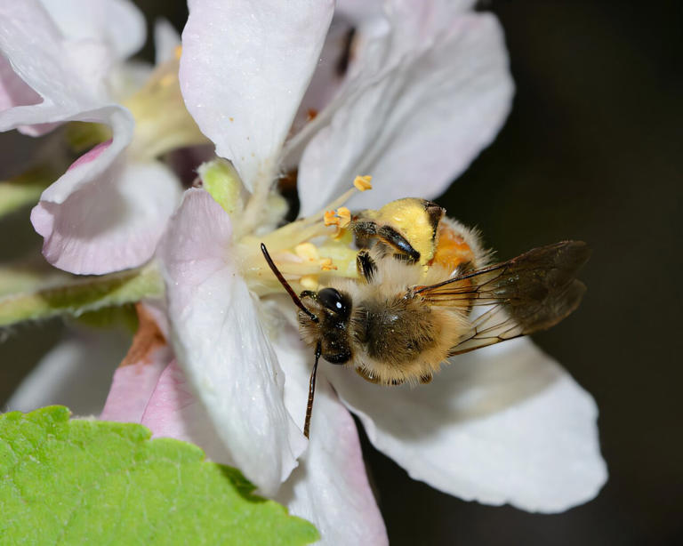 Flowers shape the spread of viruses among wild bees, study finds