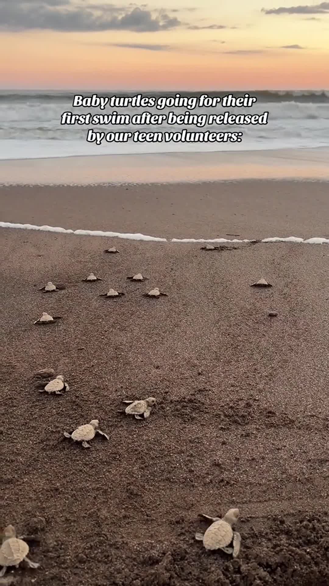 Baby turtles take their first swim at sunset