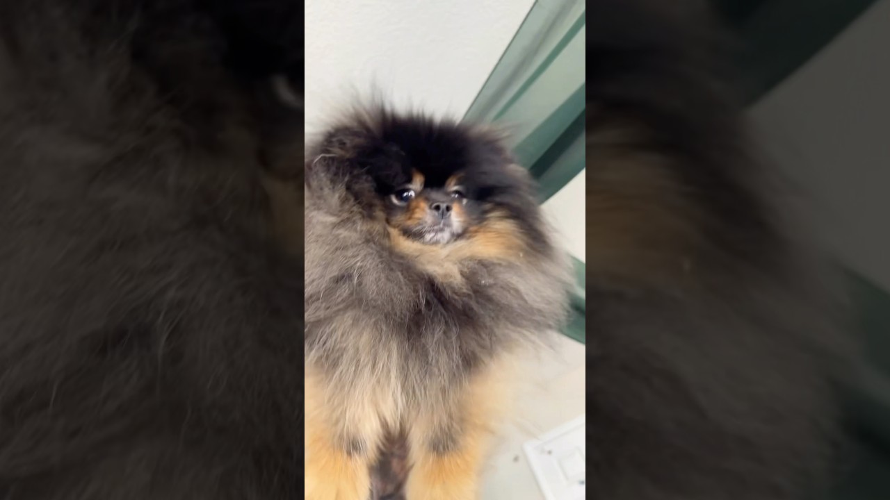 I tried trading my gorilla couch for a megalodon chinchilla