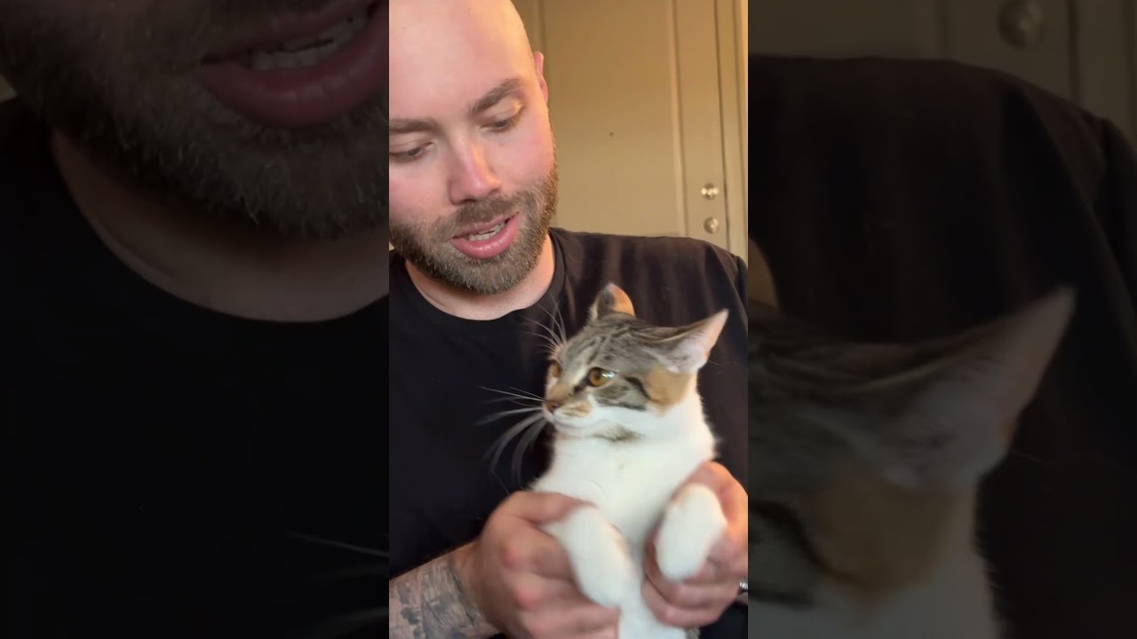 Trying for a fifth cat