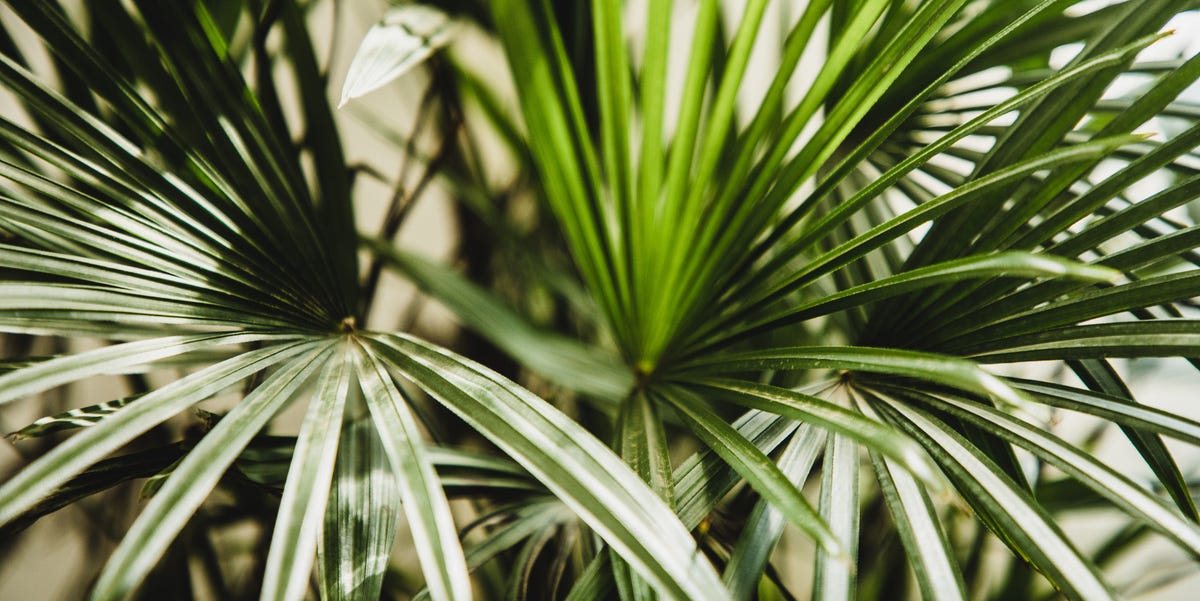 Experts always recommend these 10 palm plants for a tropical-inspired touch