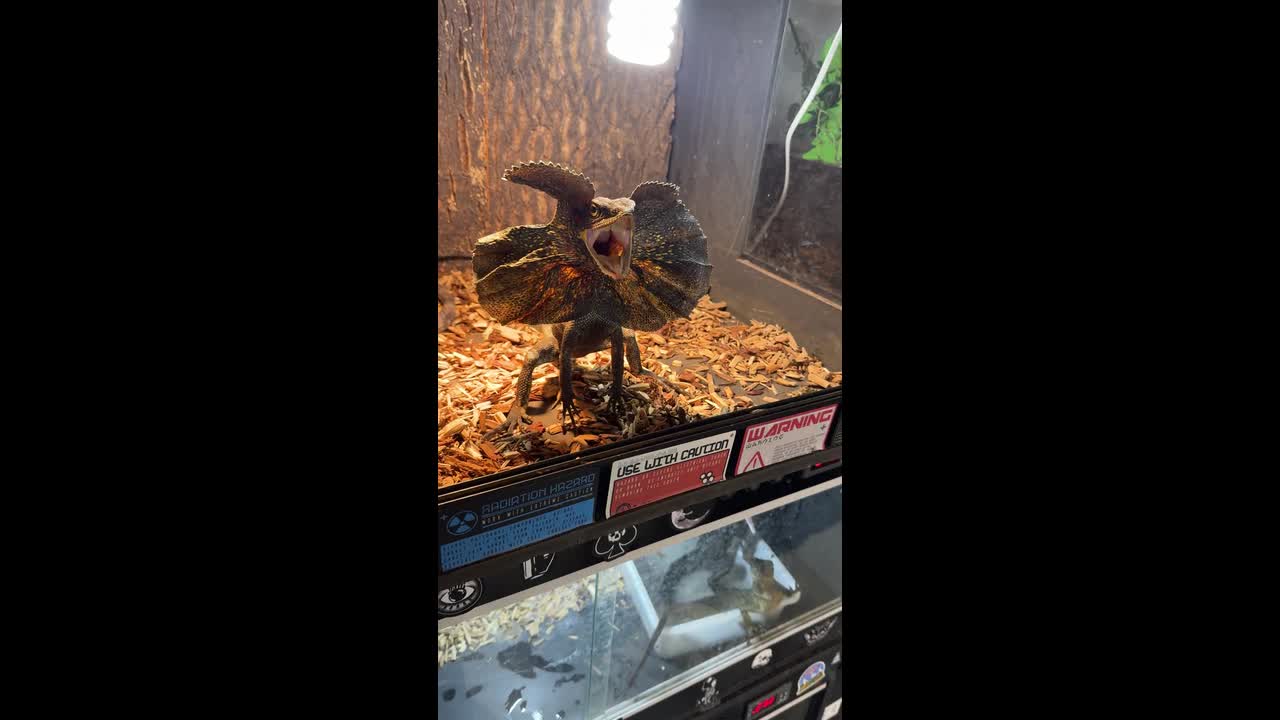 Frilled-neck lizard escapes terrarium during defensive display in Hubei ...