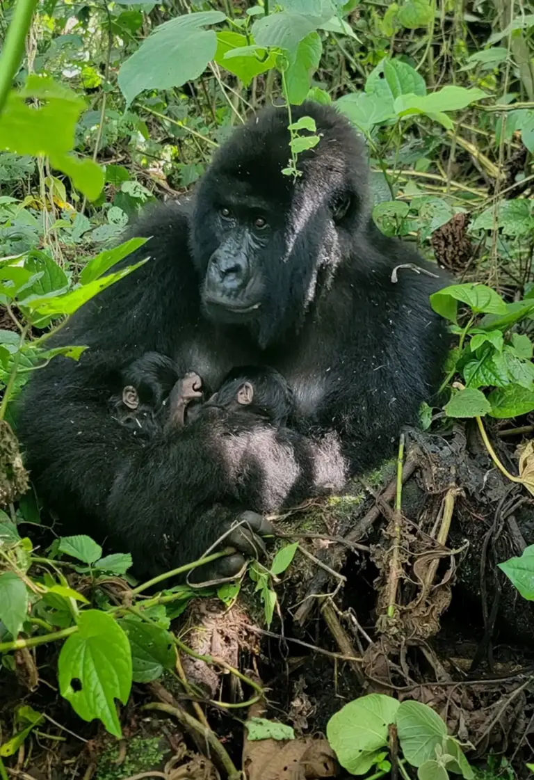Nacen unos gemelos gorilas de montaña increíblemente raros en Virunga