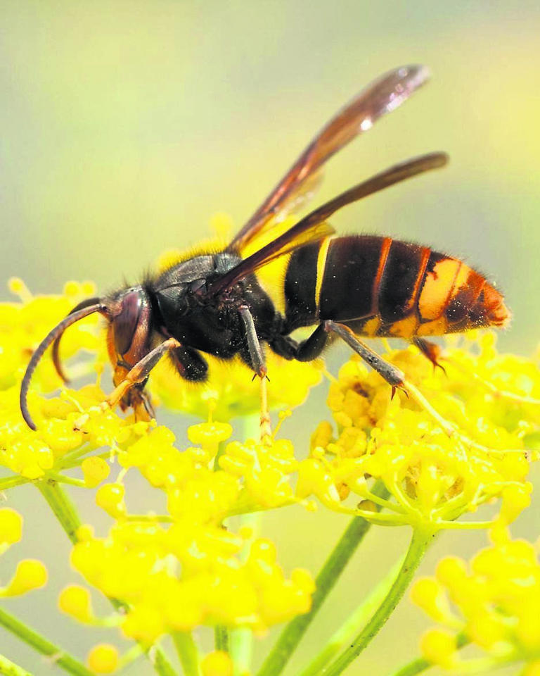 'Cork is a mecca for Asian hornets', beekeepers warn