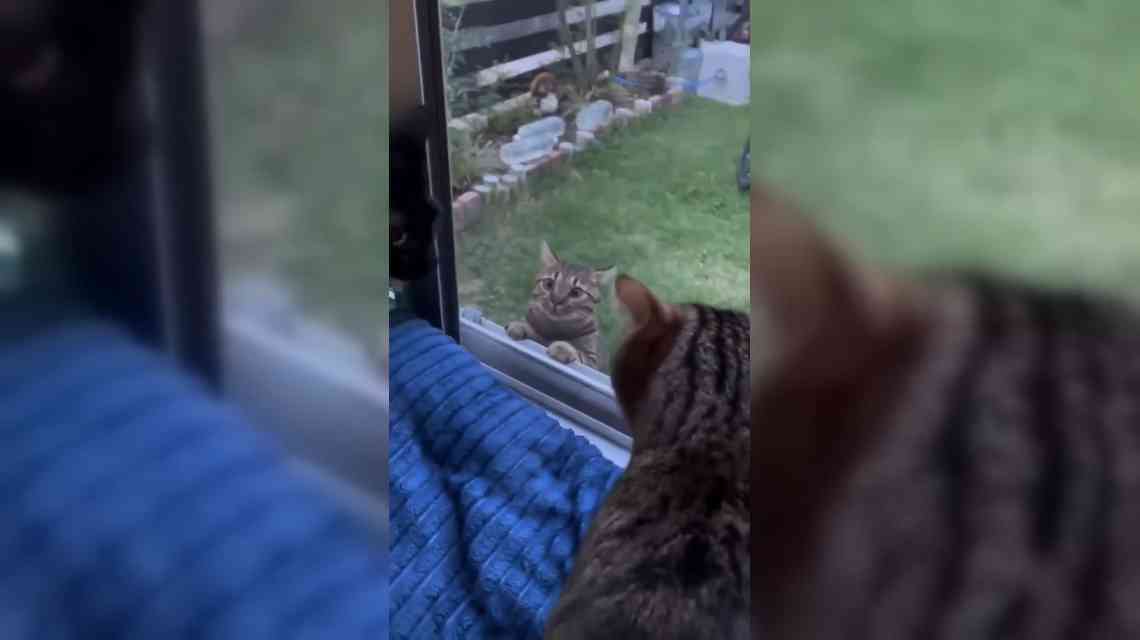 Hola, ¿puedo unirme a la banda?: Este gatito solo quería hacer nuevos ...