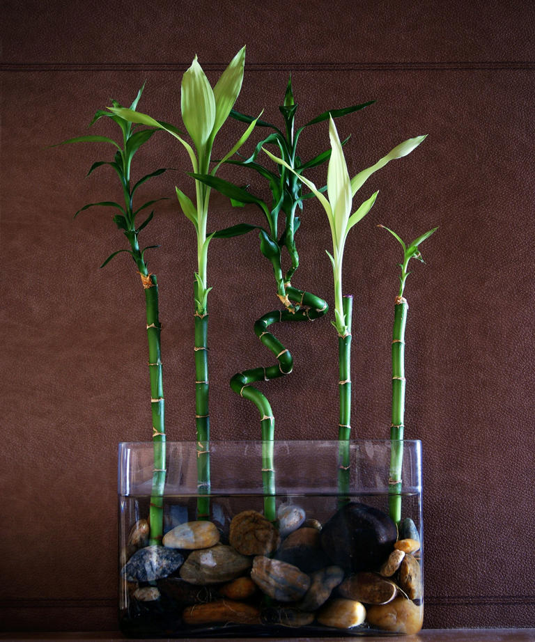 Discover where to place lucky bamboo for positive feng shui