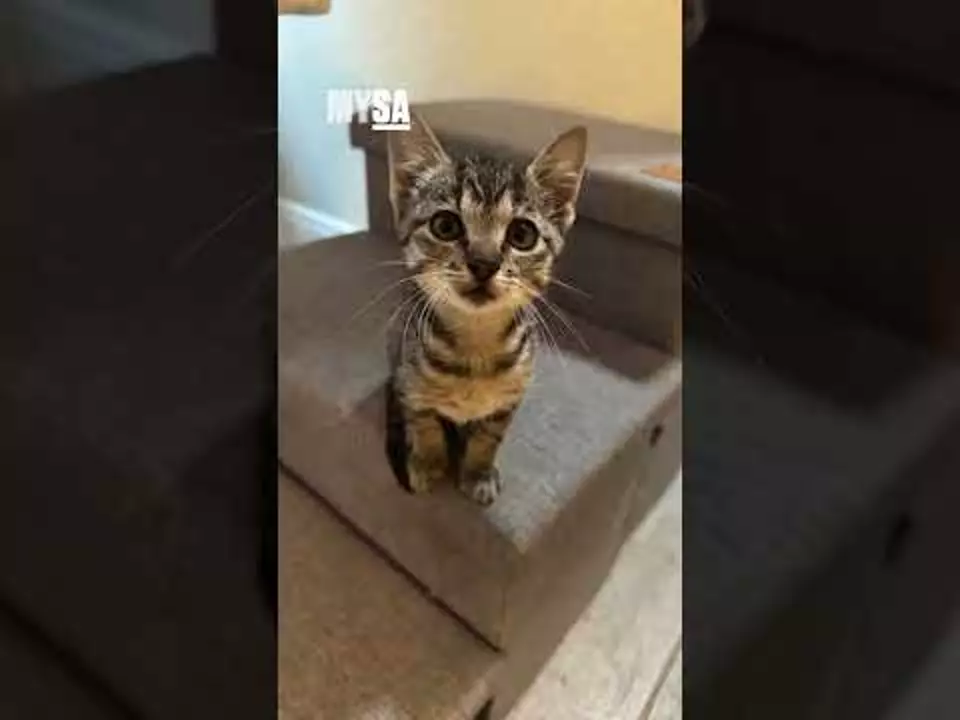 San Antonio pet of the week: Peanut, a 16-week-old kitten, is looking ...