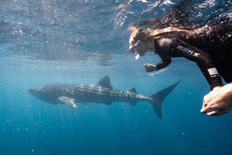 Swimming with the world's largest fish, the whale sharks of Australia