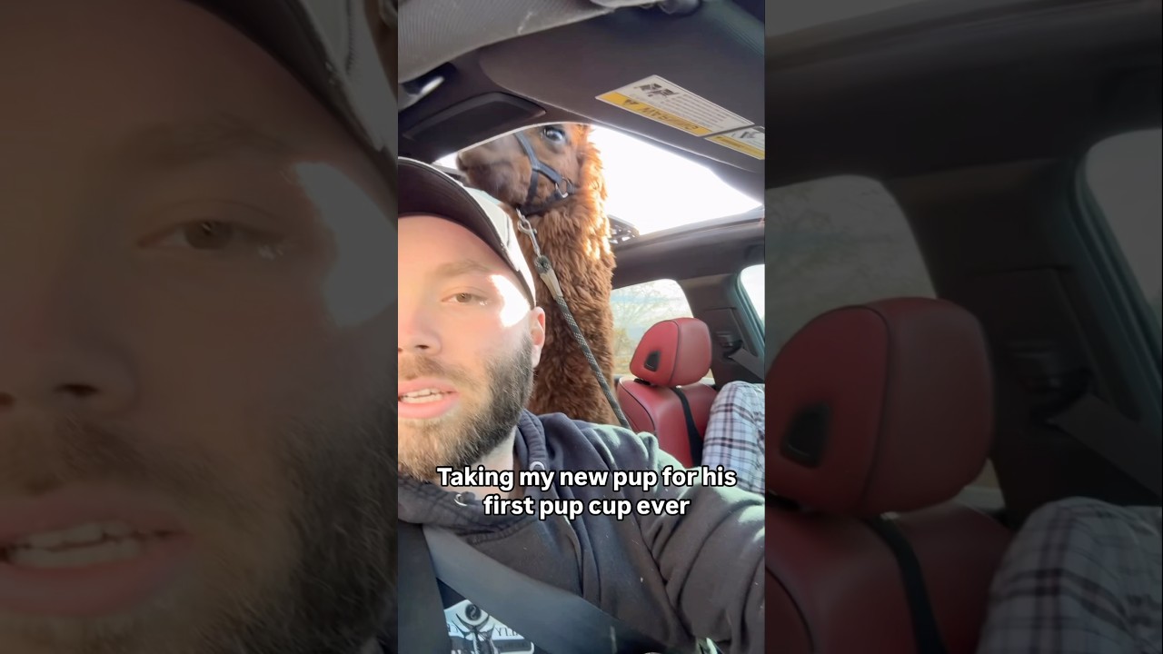 Taking my pet alpaca for a pup cup at Starbucks