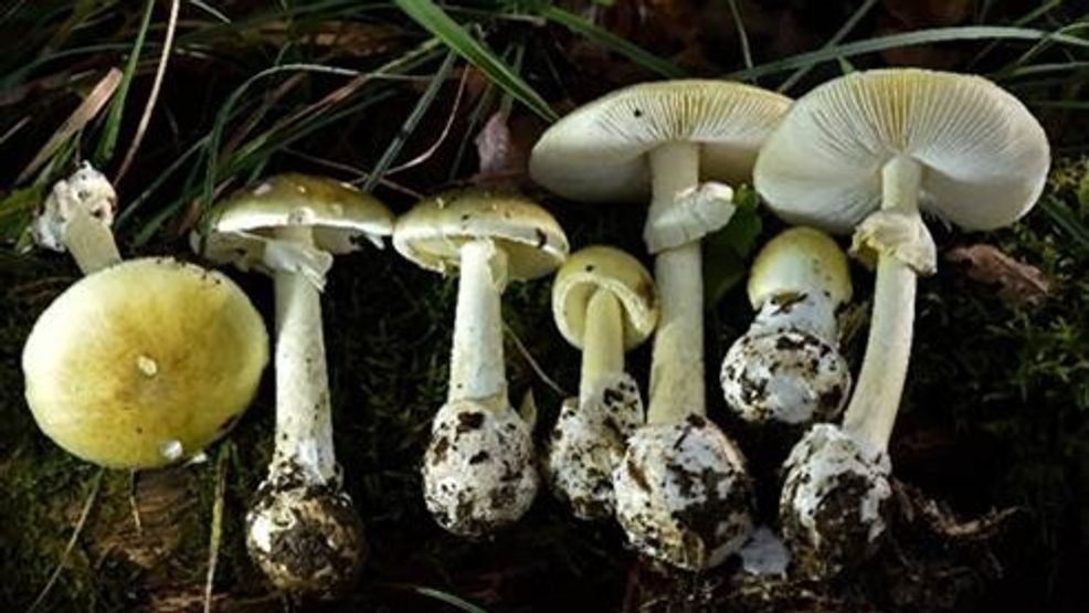 Deadly death cap mushrooms cause hospitalizations and deaths in California