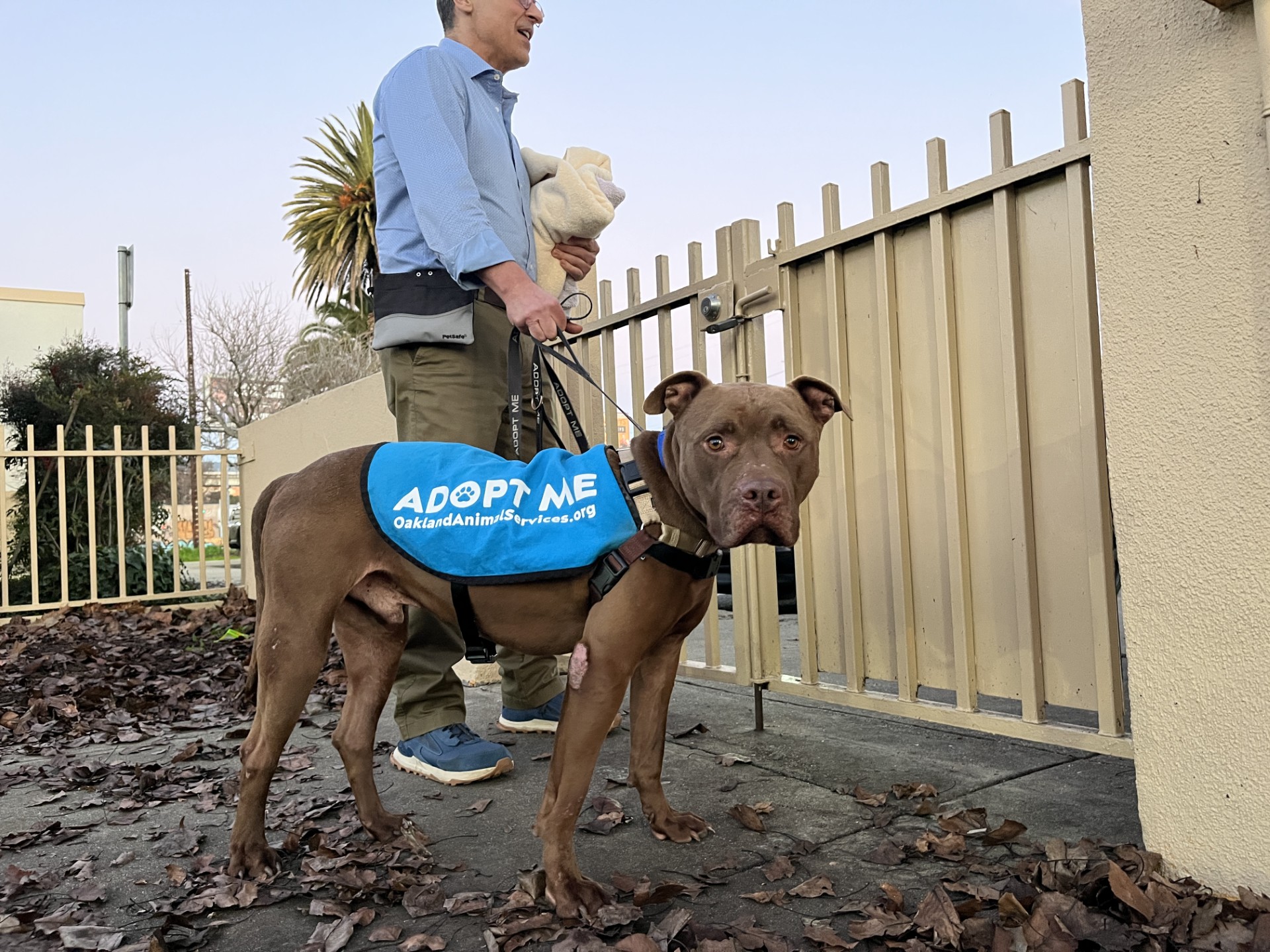 Oakland Animal Services shelter over capacity, dog adoptions urgently ...