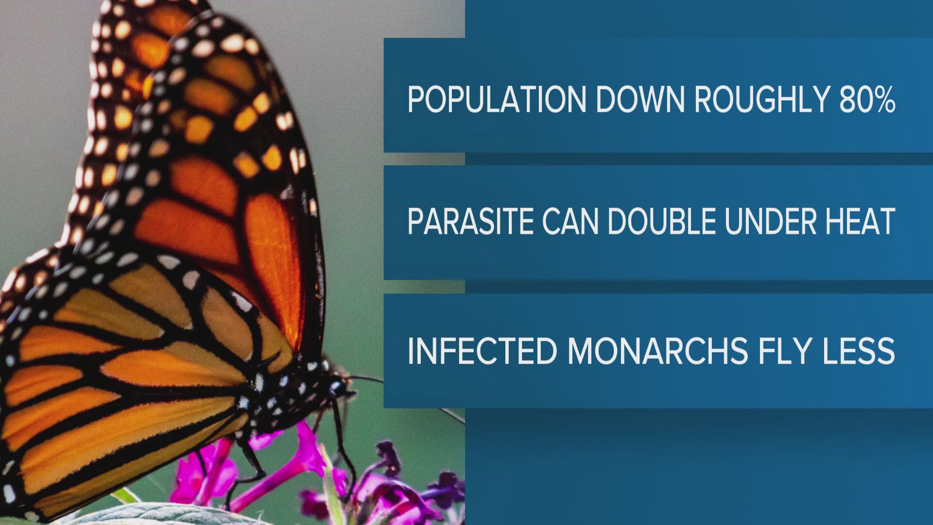 Monarch butterflies are disappearing, study shows