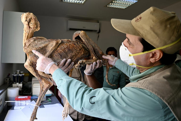 Descubrimiento 'nunca visto' revela poblaciones perdidas de animal