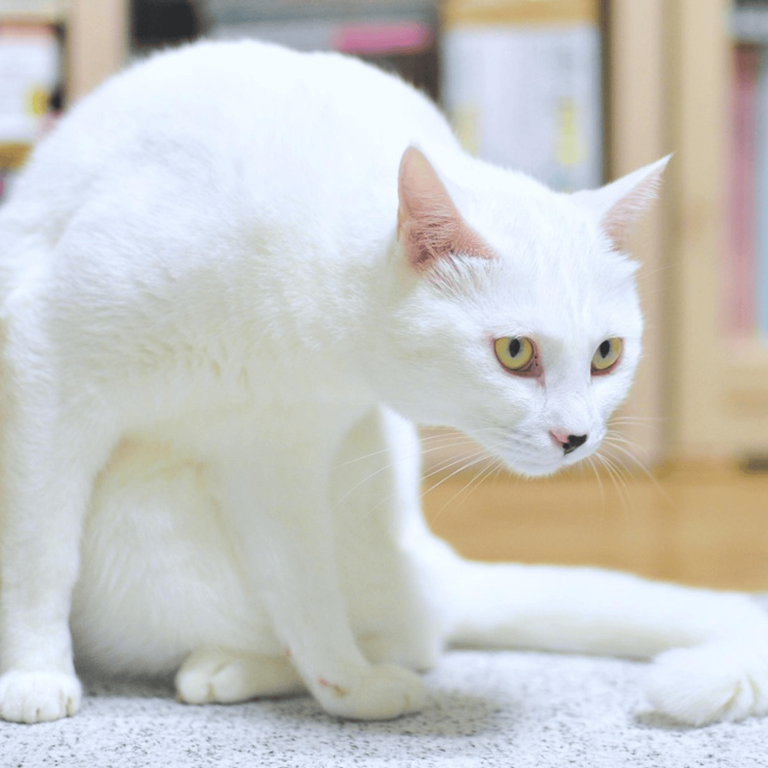 Your cat is acting normal, but it might not be well