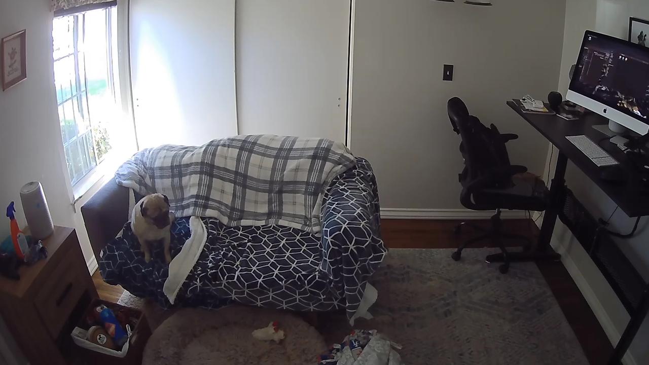 Frenchie launching through window