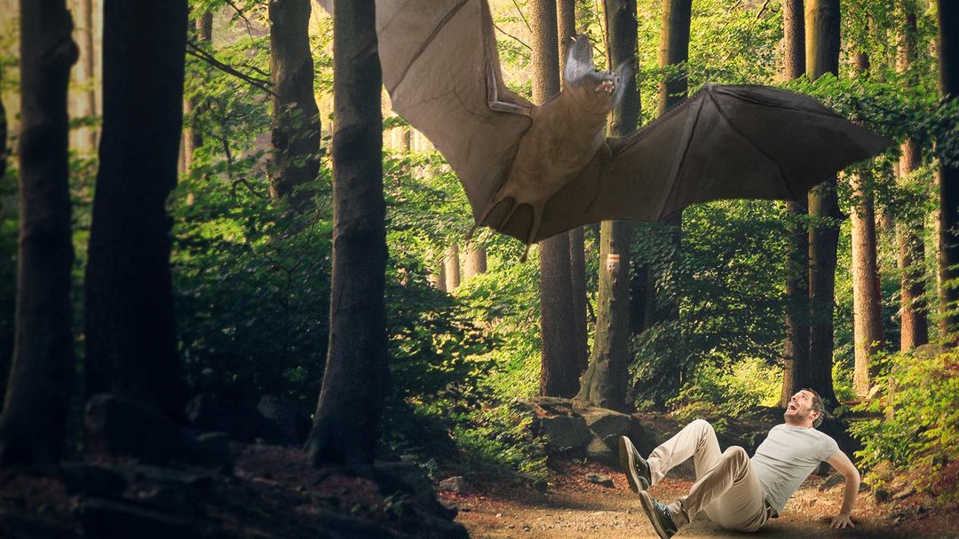 Imagine humans were the size of bats