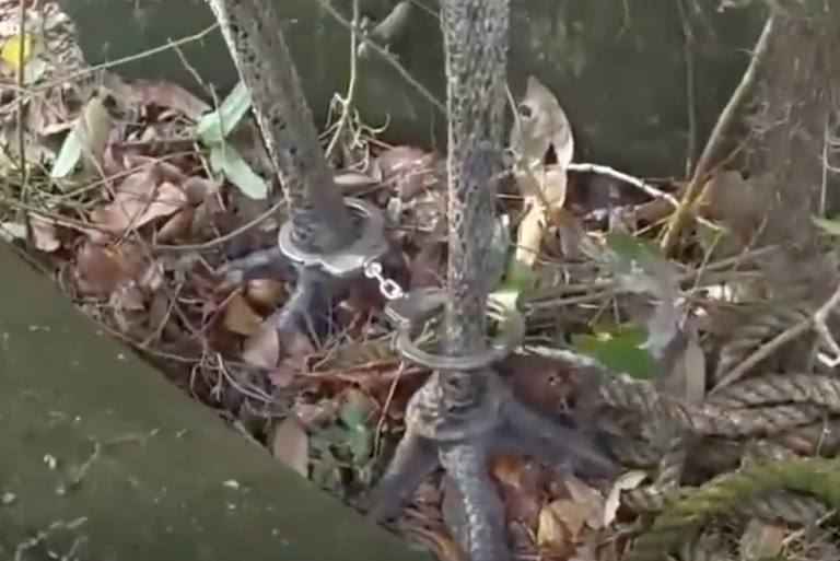 Cop forced to handcuff runaway emu after it kicked him during chase