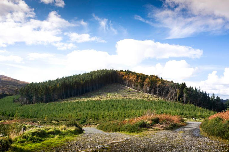 10 most common Irish last names that are also well known throughout the US