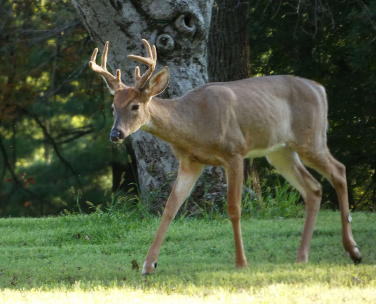 Pennsylvania hunters could see major hunting season changes in 2026