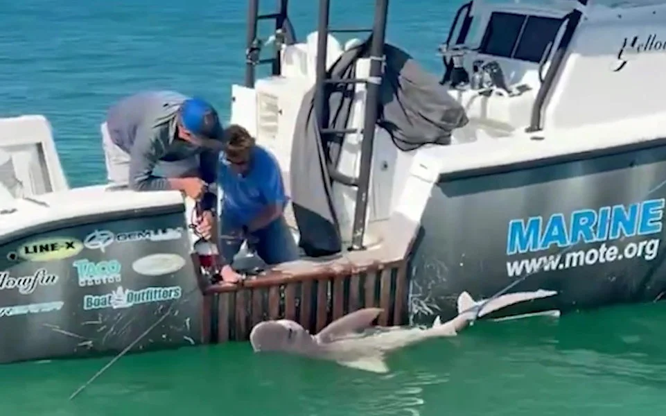 Shark rescued after being tangled in crab trap