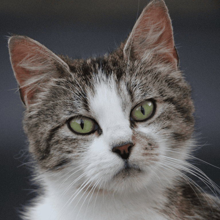 Your cat is acting normal, but it might not be well