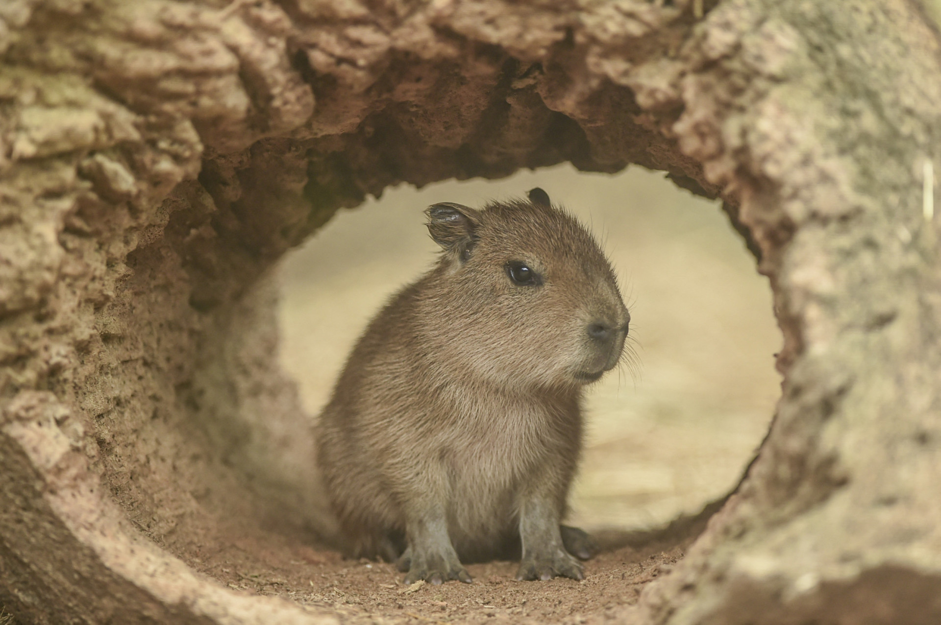 Curiosidades maravilhosas sobre capivaras que poucos imaginam