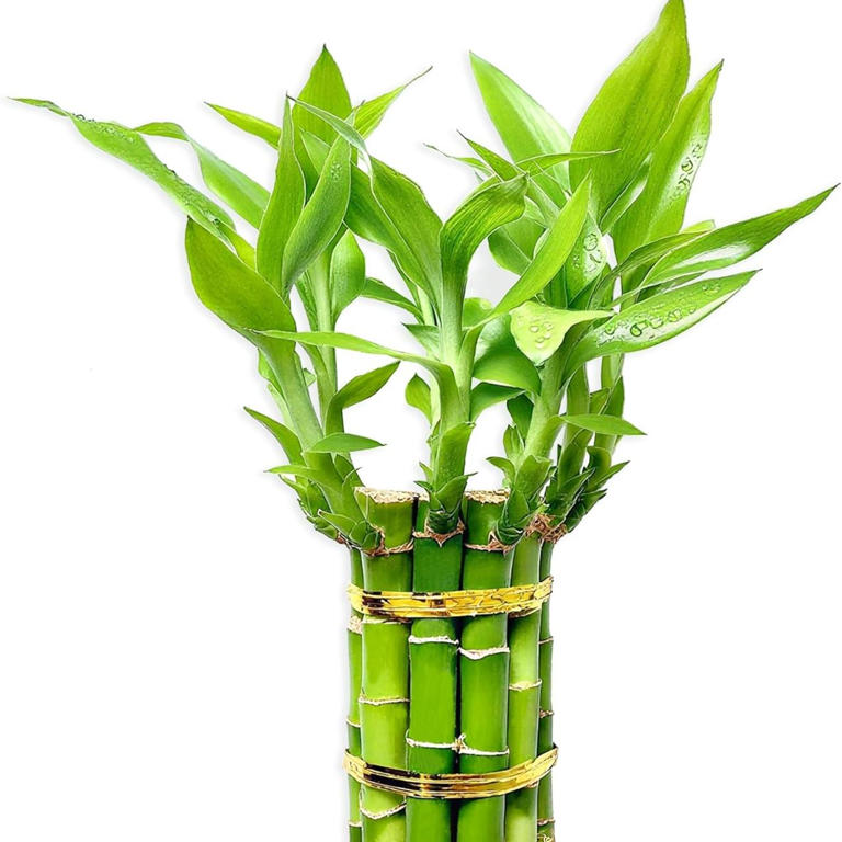 Discover where to place lucky bamboo for positive feng shui