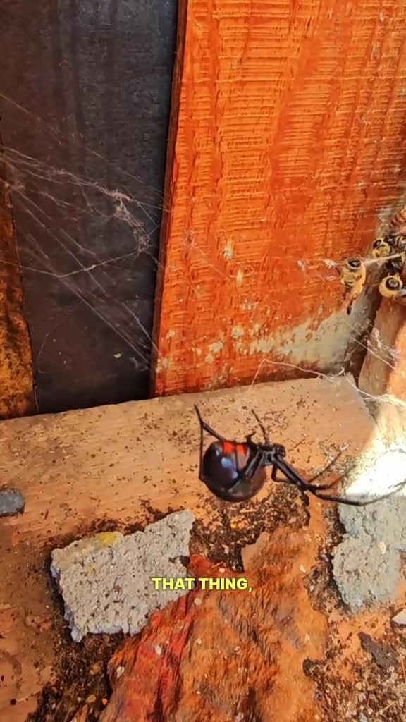 Massive hidden beehive and a black widow inside this wall