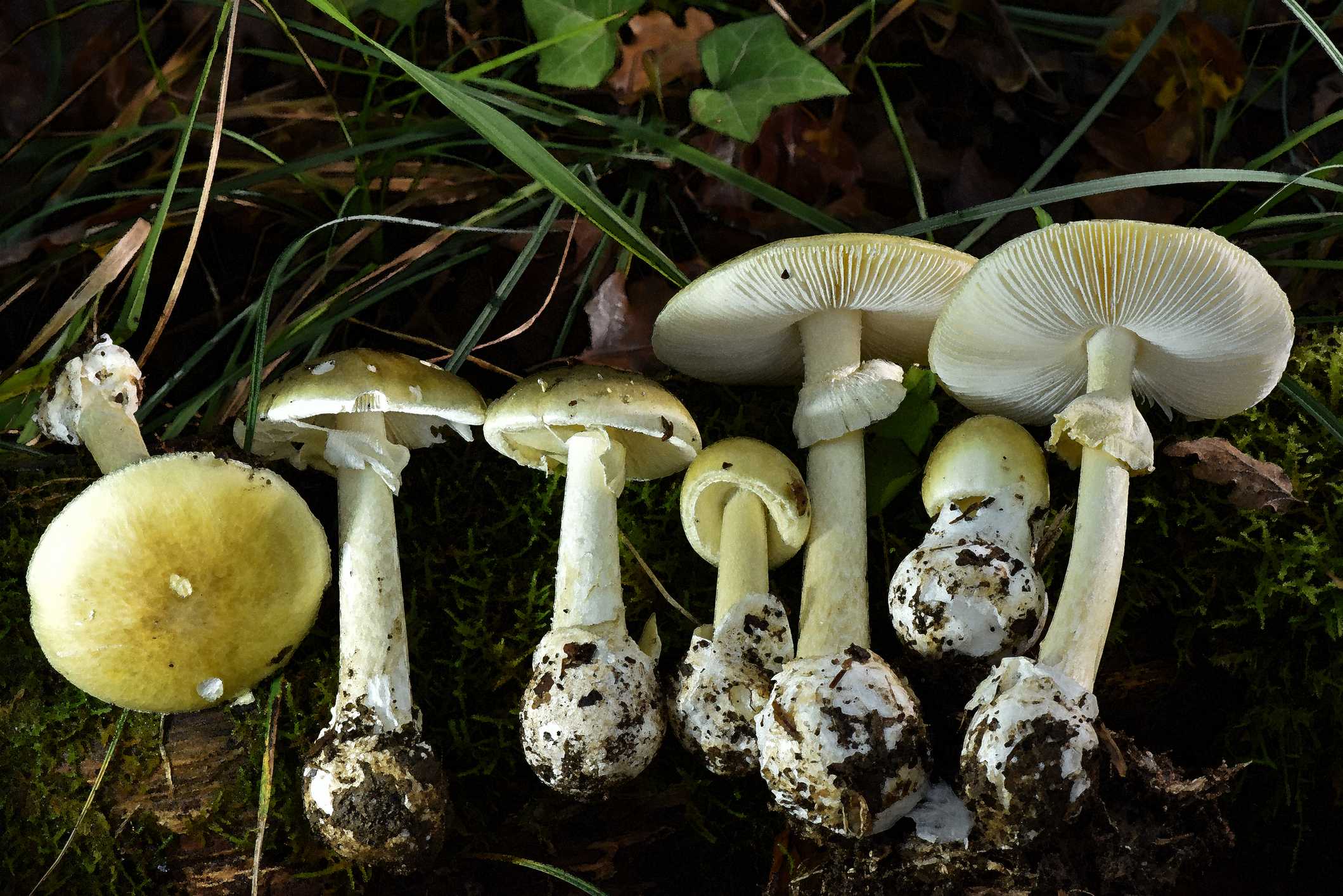 California warns of wild mushroom poisoning outbreak after 50 cases and ...