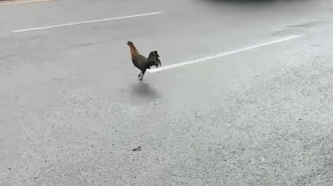 'He did it!': Rooster cheats death in daring road crossing