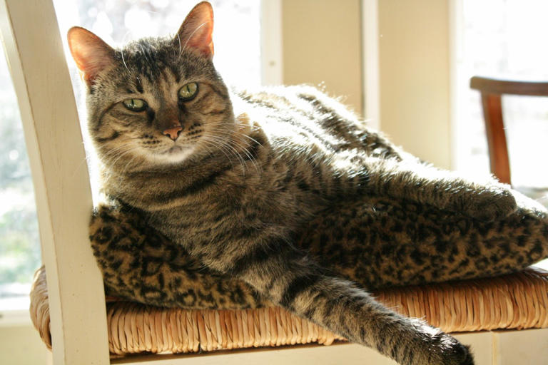 Tabby cat demands mom turn on heated bed with genius sequence of events