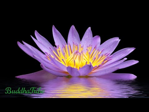 Peaceful zen music for meditation, zen spirit, beautiful nature sounds ...