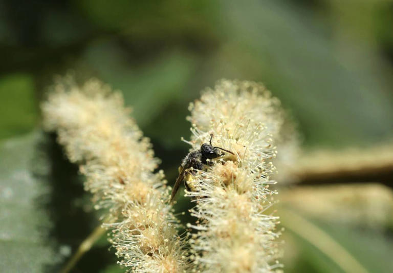 Scientist spots little bee in orchard — and realizes she's incredibly rare