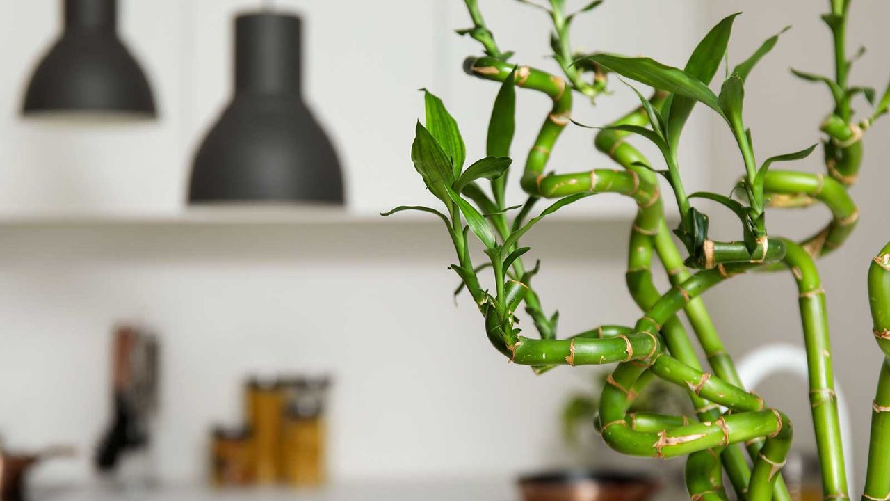 Discover where to place lucky bamboo for positive feng shui