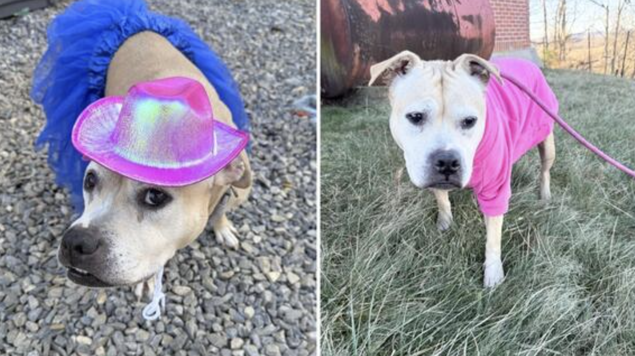 Sweet Dog is Searching For New Home After Family Divorce Results in ...