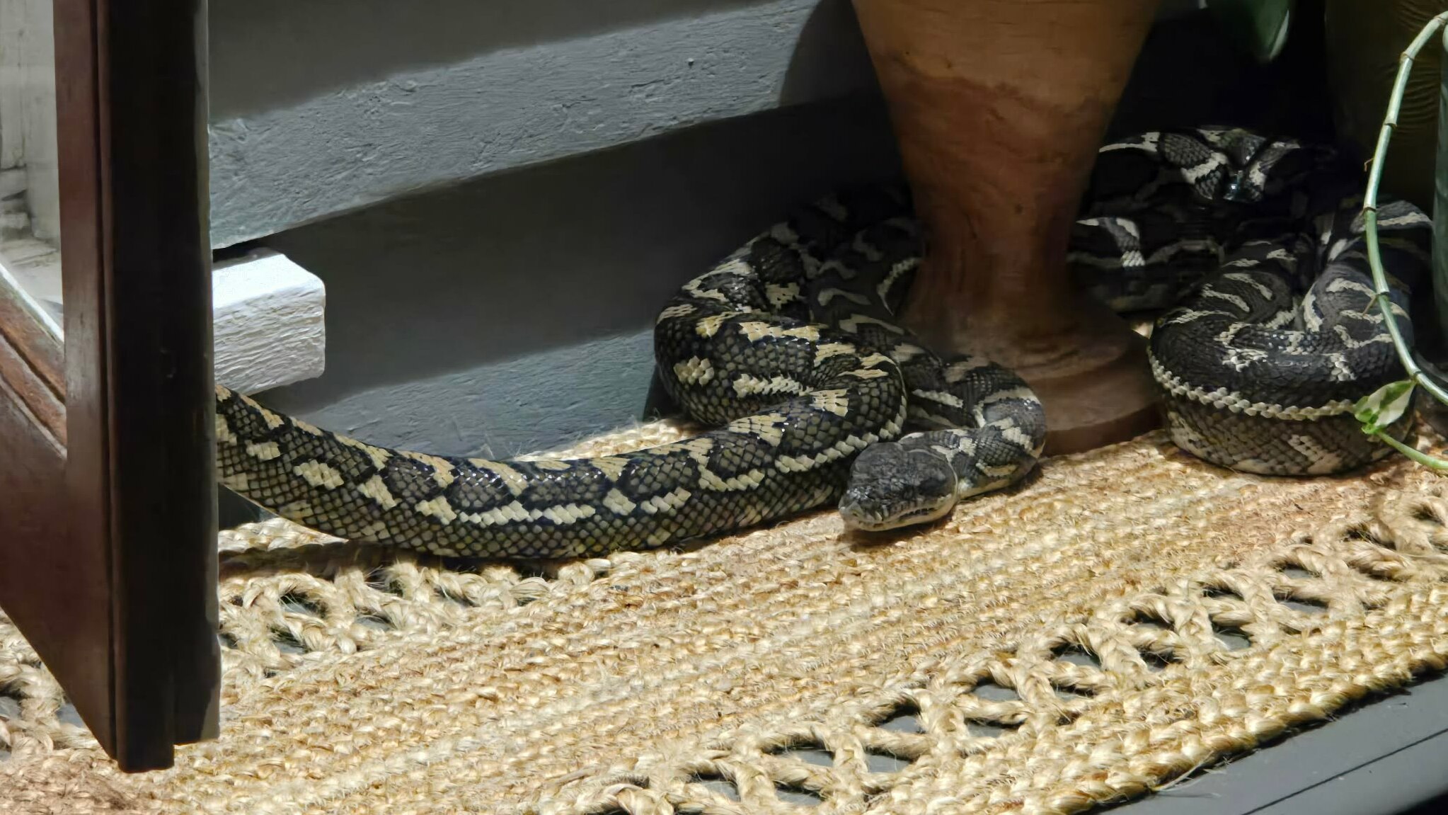 Queensland woman wakes up to find carpet python on top of her