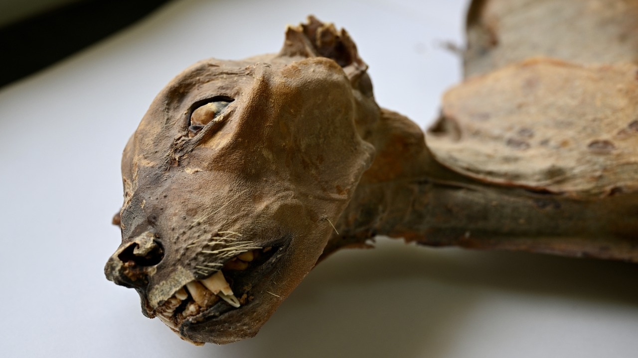 Mummified cheetahs found in Saudi caves, some dating back 1,800 years