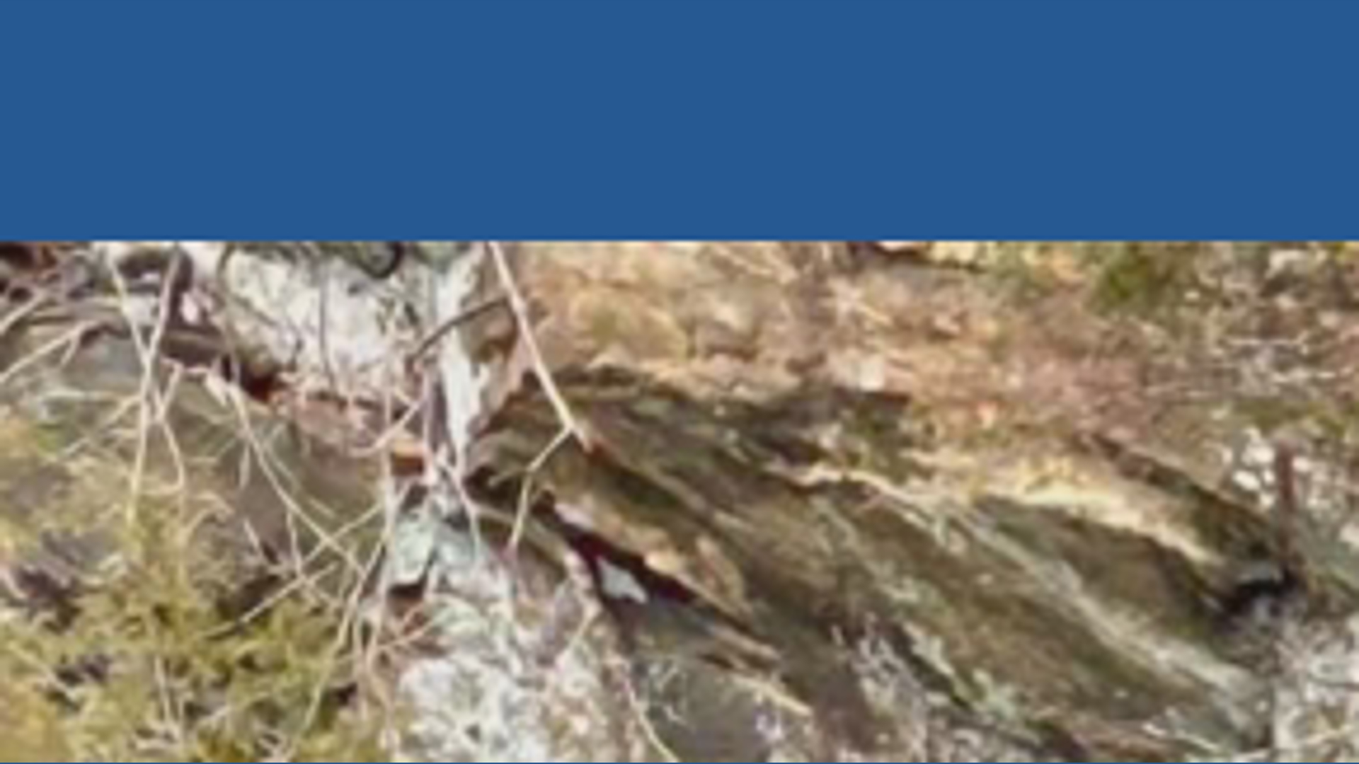 Virginia firefighters rescue stranded dog