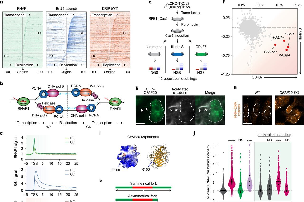DNA's hidden 'traffic controller' protein may hold clues to cancer ...