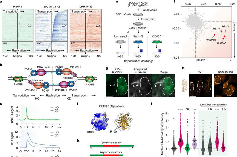 DNA's hidden 'traffic controller' protein may hold clues to cancer ...
