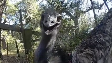 Florida cop forced to cuff runaway emu after it kicked him during chase